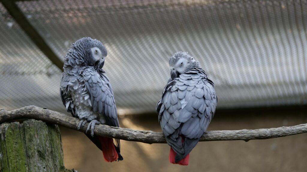 About the African Grey Parrot - Some Basic Facts - African Grey Life